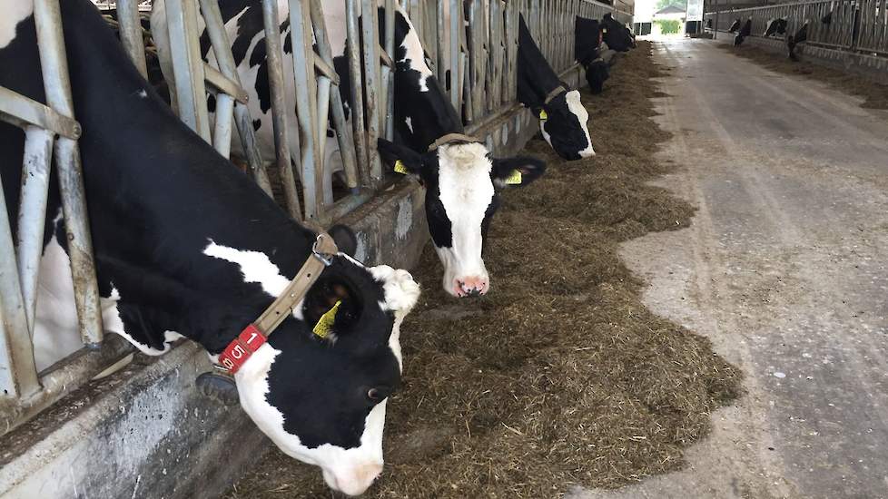 Ecosyl › Video: Het juiste kuiltoevoegmiddel kiezen | Melkvee.nl ...